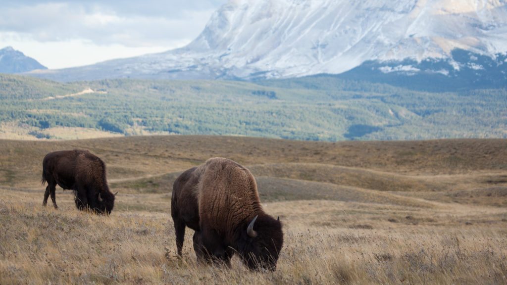 Add These Alberta Animals to Your Wildlife-Spotting Bucket List - AMA