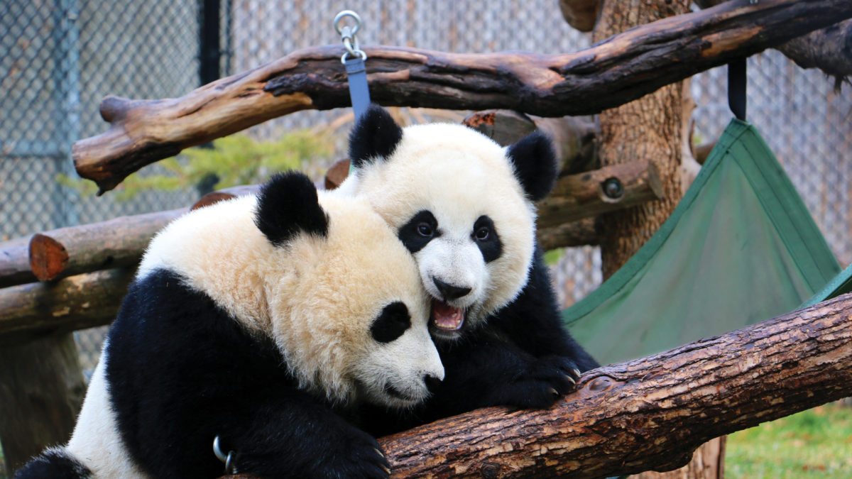 Things-to-do-in-Alberta-Calgary-Zoo-Pandas - AMA