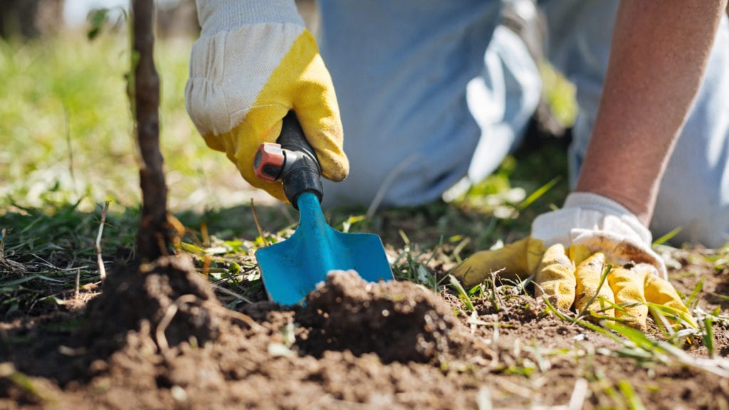 Early Spring Gardening Tips - AMA