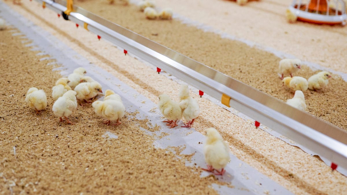 Alberta-Chicken-Farm - AMA