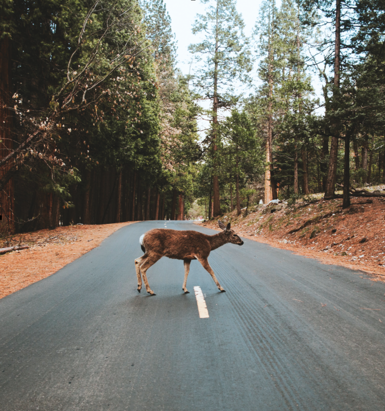 Dodging Danger: Avoiding a Collision with Wildlife - AMA