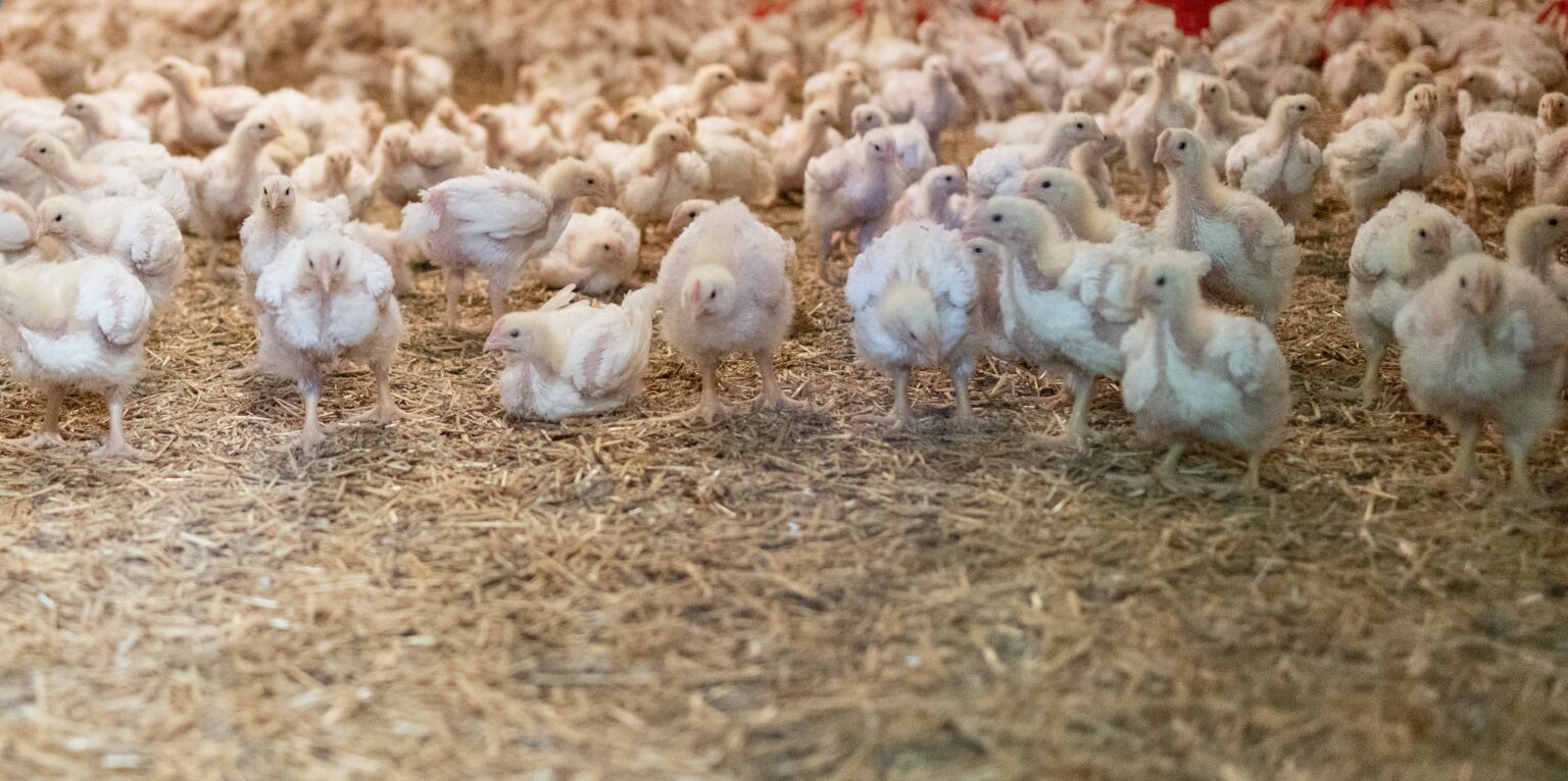 ChickenRecut - AMA
