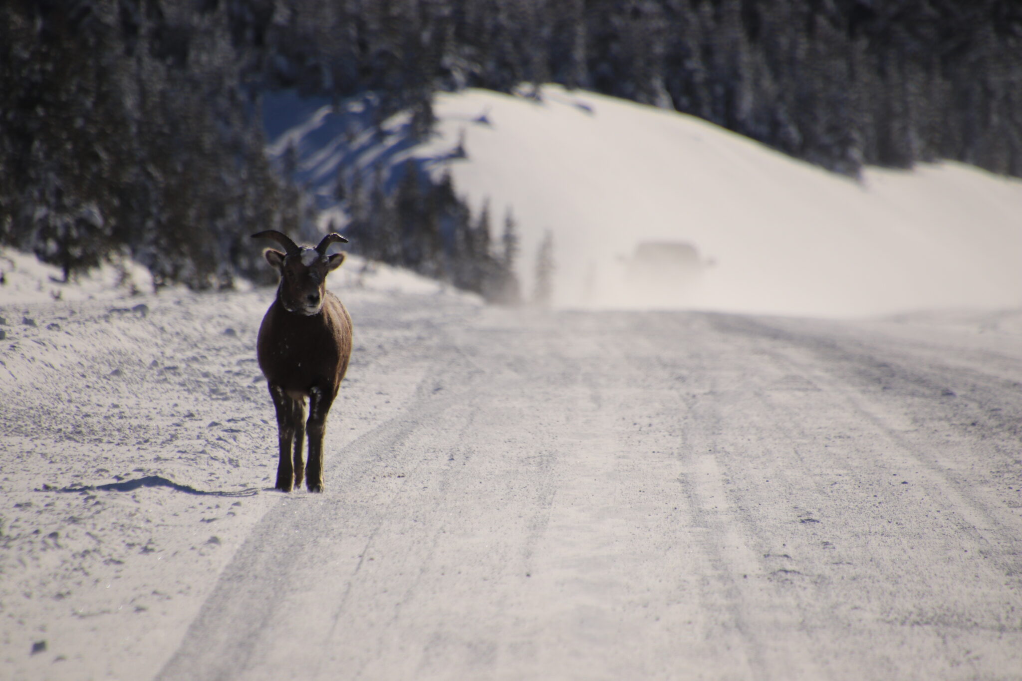 Safety tips for Driving Alberta's World-Famous Icefields Parkway - AMA